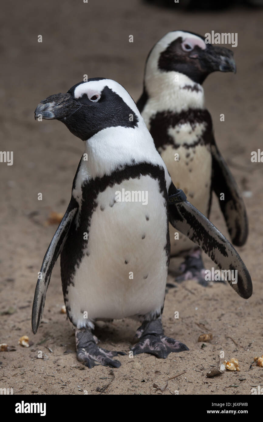 African penguin (Spheniscus demersus), also known as the jackass ...
