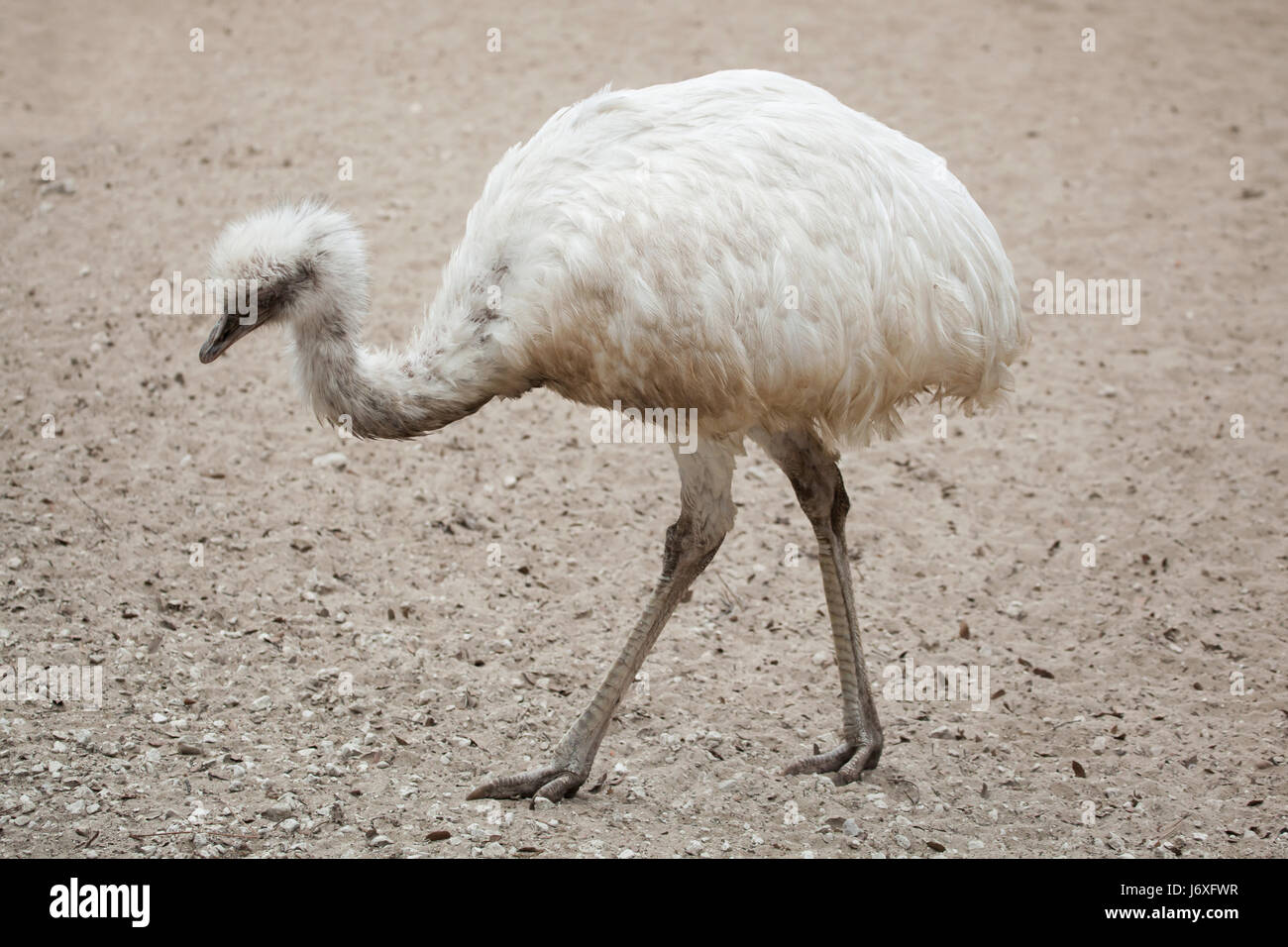 Greater rhea (Rhea americana), also known as the common rhea. White ...