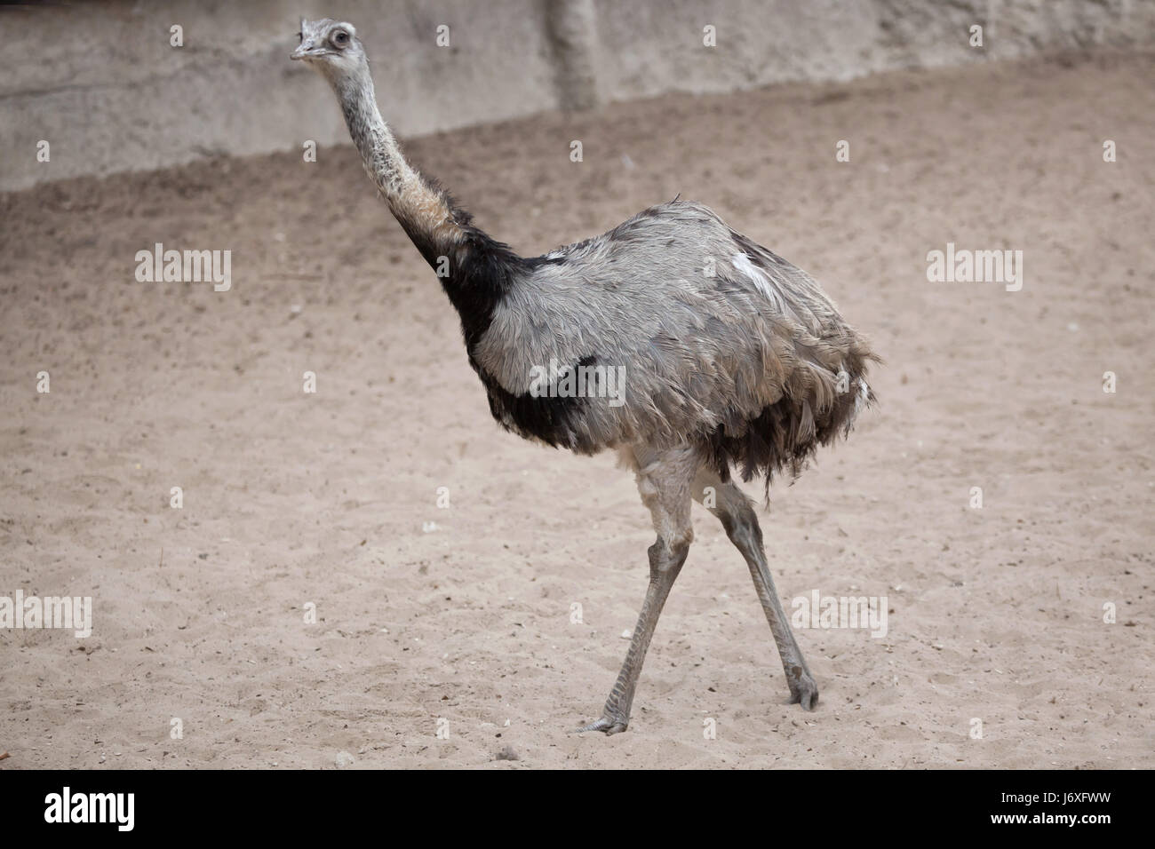Greater rhea (Rhea americana), also known as the common rhea Stock ...