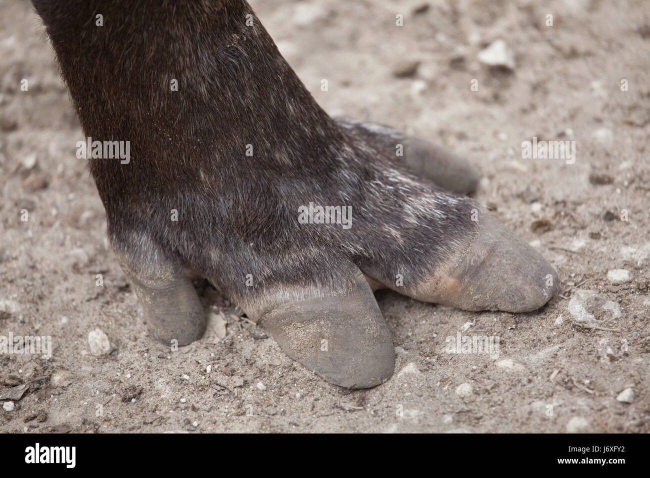 Hoof of the South American tapir (Tapirus terrestris), also known as ...
