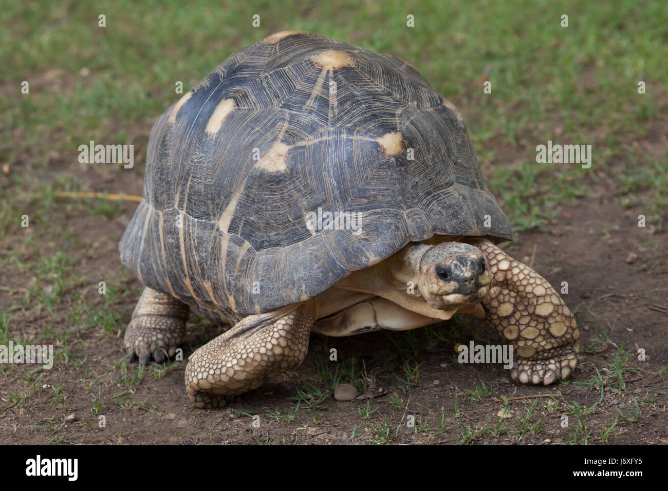 Radiated tortoise (Astrochelys radiata). Wildlife animal Stock Photo ...