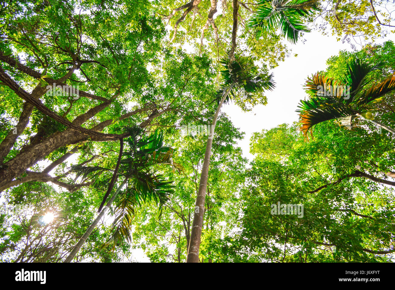 Bottom view of tree branches and blue sky Stock Photo - Alamy