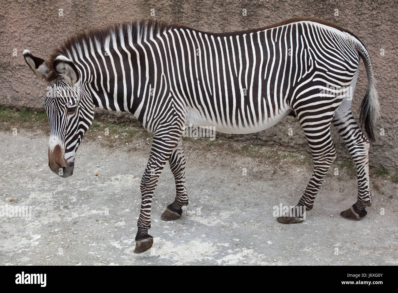 Grevy's zebra (Equus grevyi), also known as the imperial zebra Stock ...