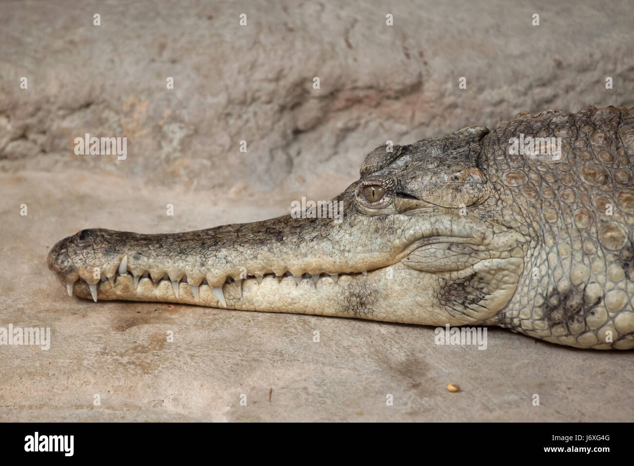 Slender-snouted crocodile (Mecistops cataphractus). Wildlife animal ...