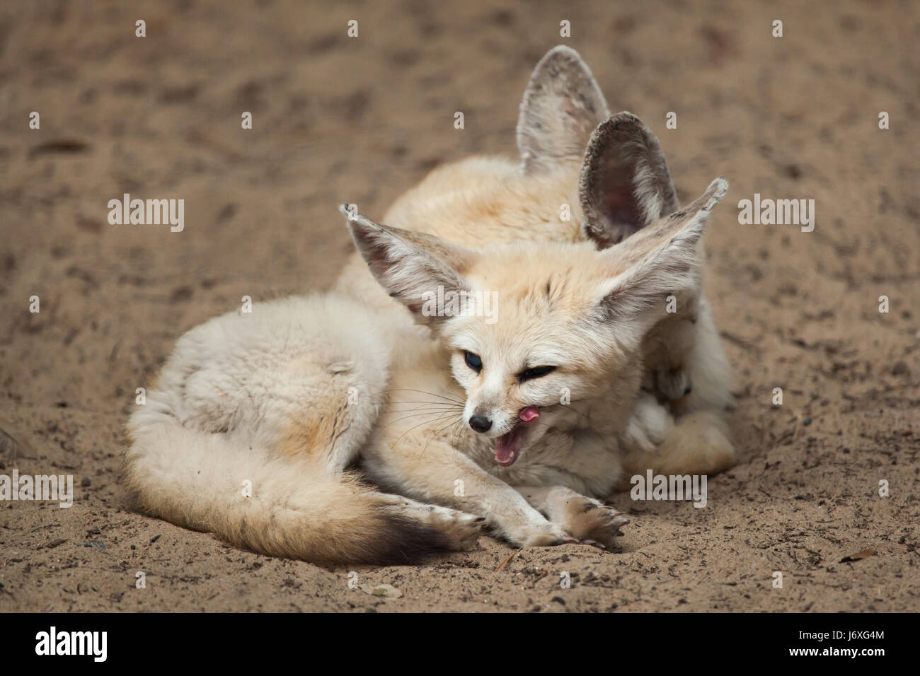 Fennec foxes (Vulpes zerda). Wildlife animal Stock Photo - Alamy