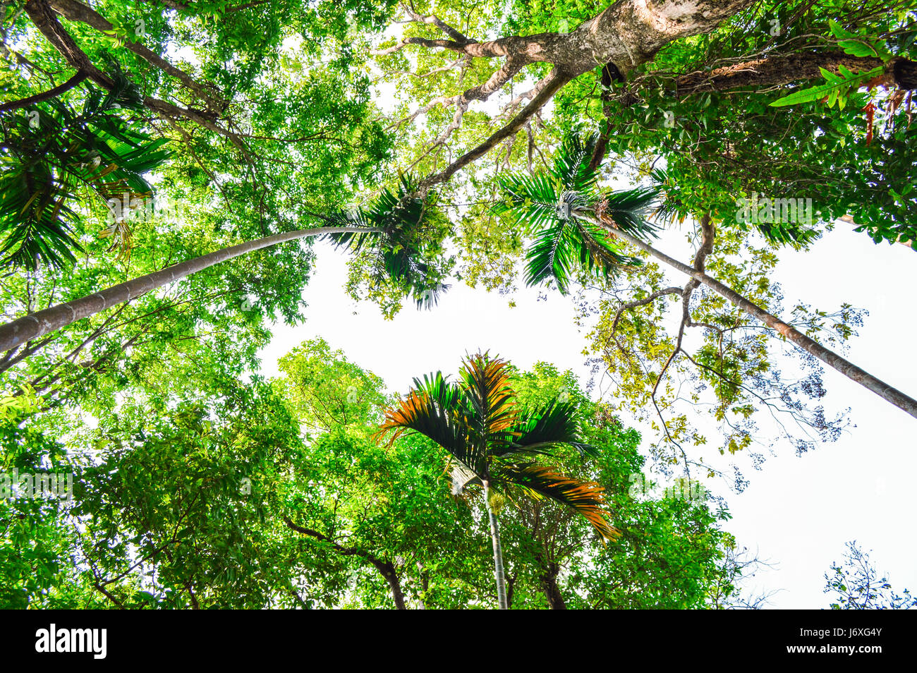 Bottom view of tree branches and blue sky Stock Photo - Alamy