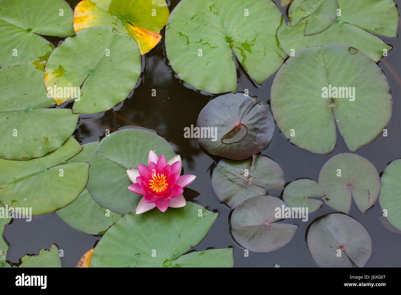 Star lotus (Nymphaea nouchali), also known as the white water lily ...