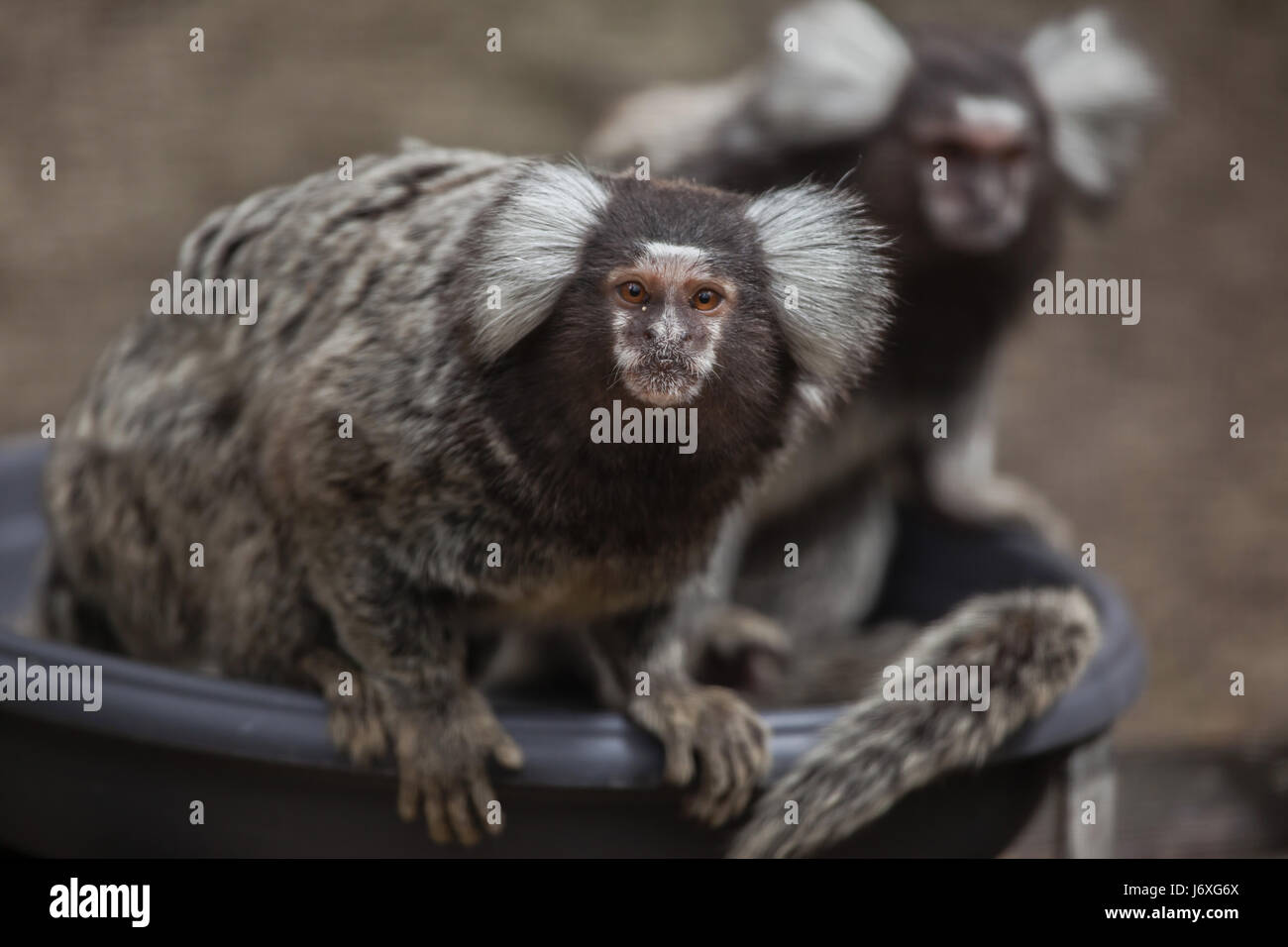 Common marmoset (Callithrix jacchus). Wildlife animal Stock Photo - Alamy