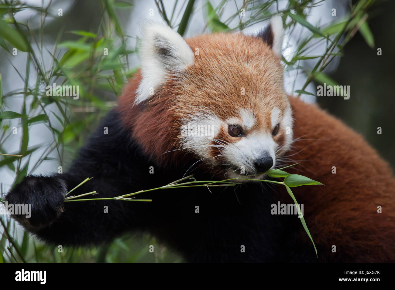 Western red panda (Ailurus fulgens fulgens), also known as the Nepalese ...
