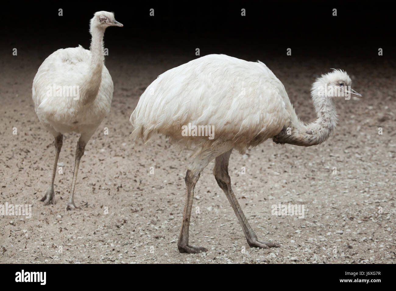 Greater rhea (Rhea americana), also known as the common rhea. White ...