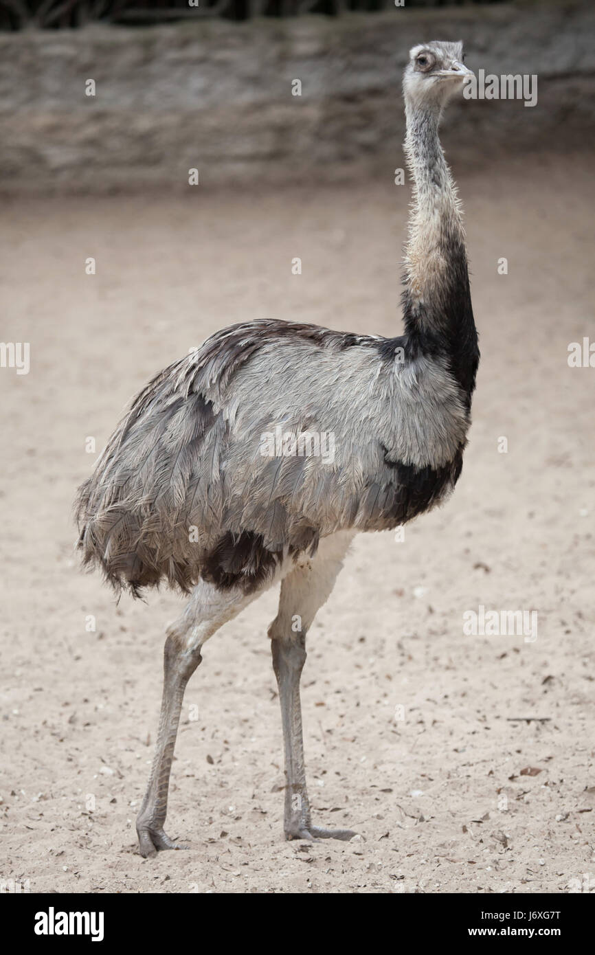 Greater rhea (Rhea americana), also known as the common rhea Stock ...