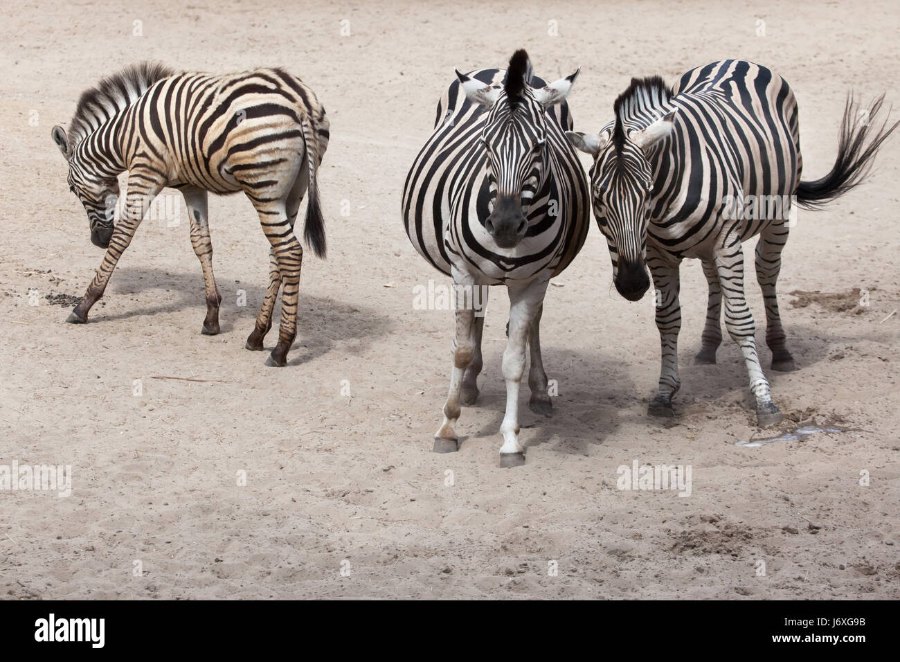 Chapman's zebra (Equus quagga chapmani) at La Palmyre Zoo (Zoo de La ...
