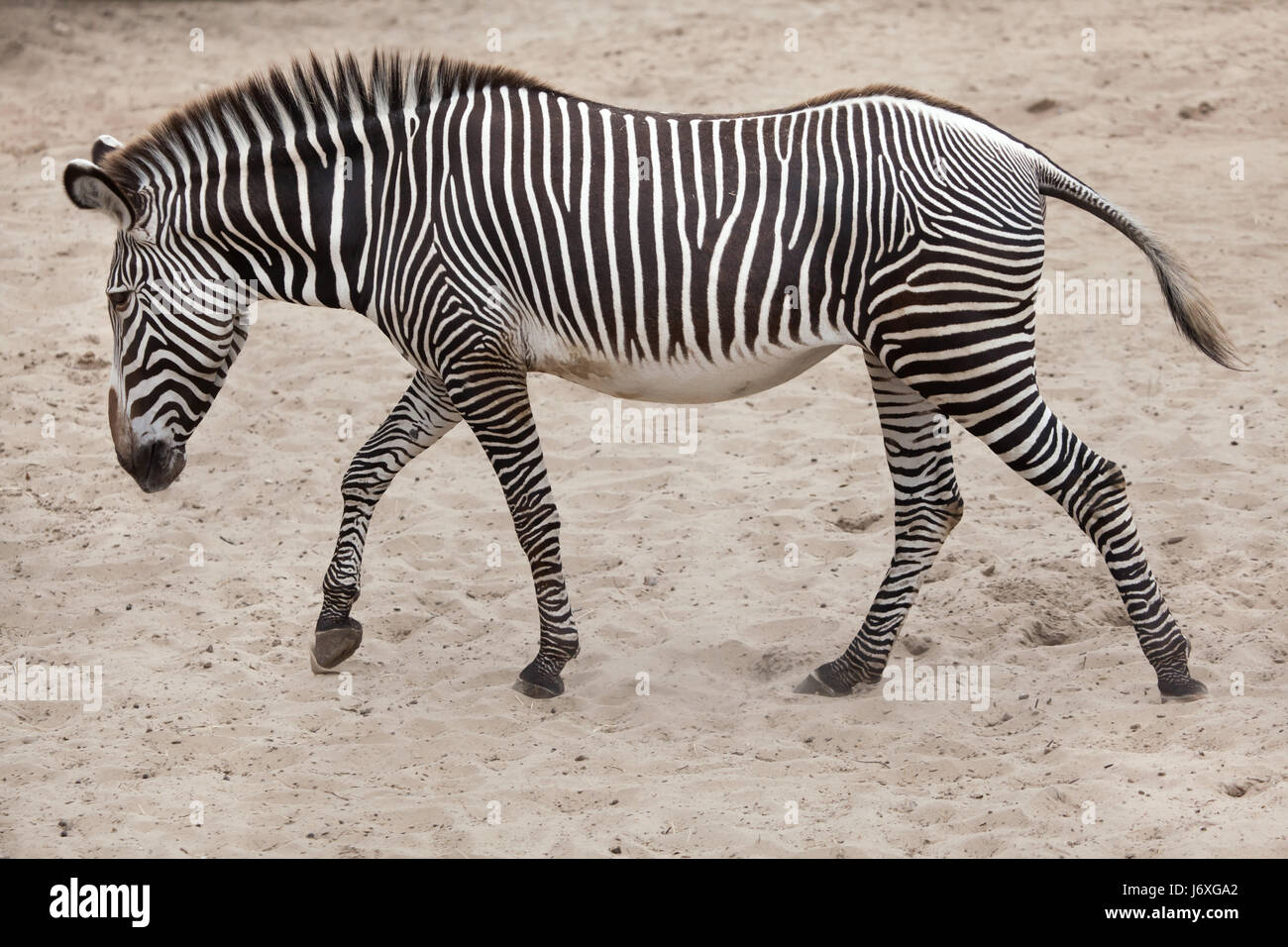 Grevy's zebra (Equus grevyi), also known as the imperial zebra Stock ...