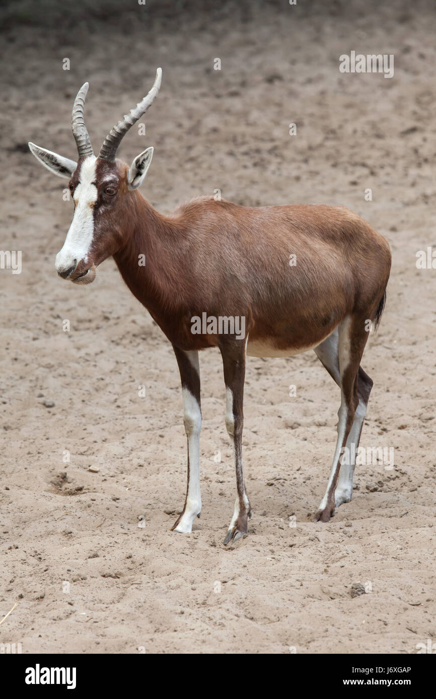 Blesbock (Damaliscus pygargus phillipsi). Wildlife animal Stock Photo ...