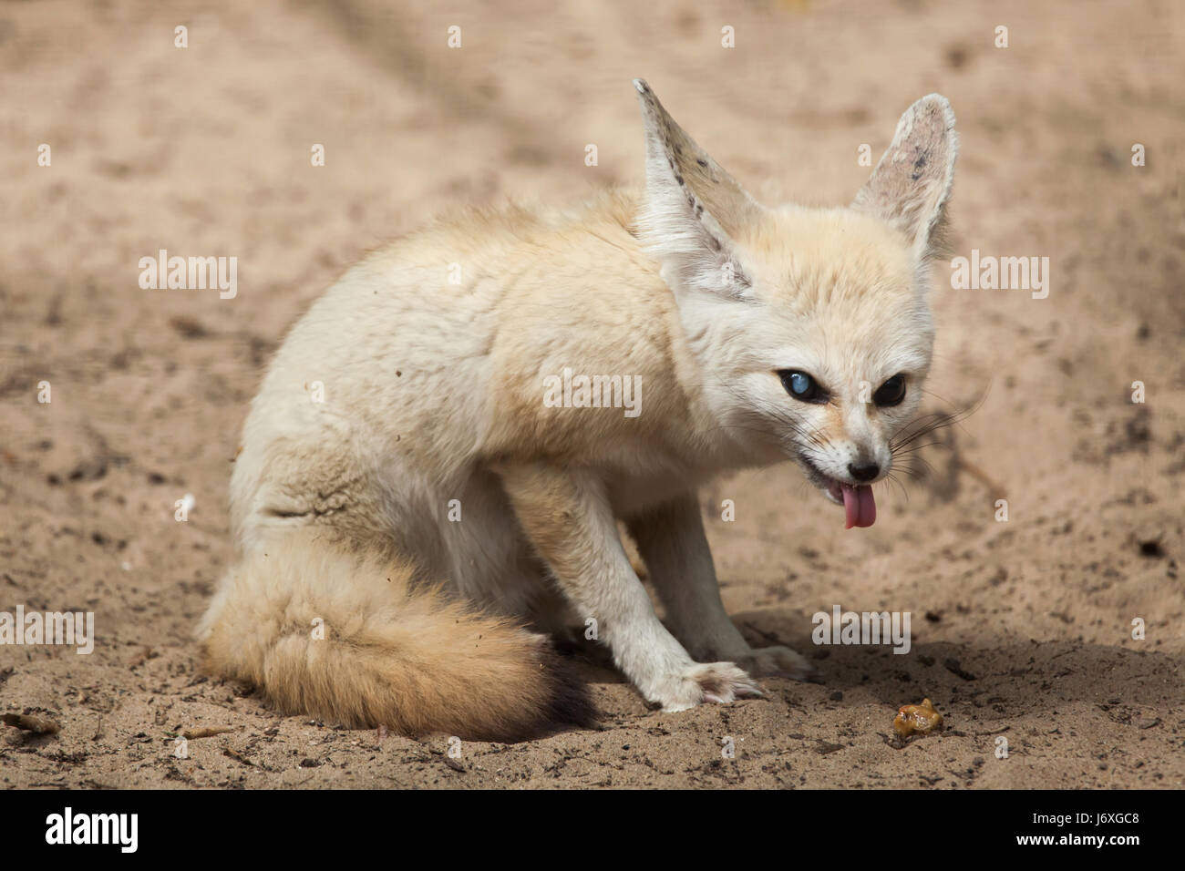 Fennec fox (Vulpes zerda). Wildlife animal Stock Photo - Alamy