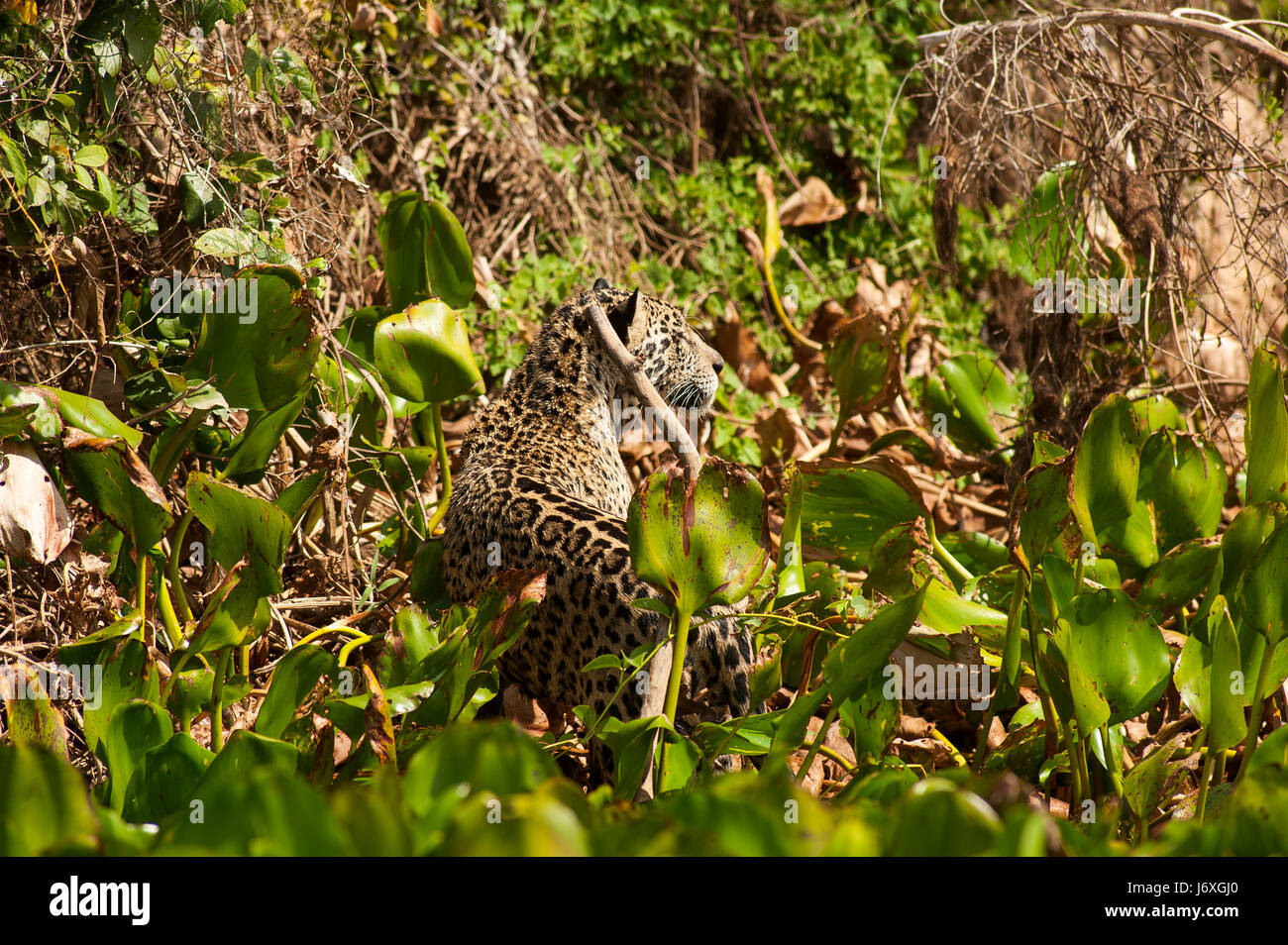 Carnivore and wildlife hi-res stock photography and images - Alamy