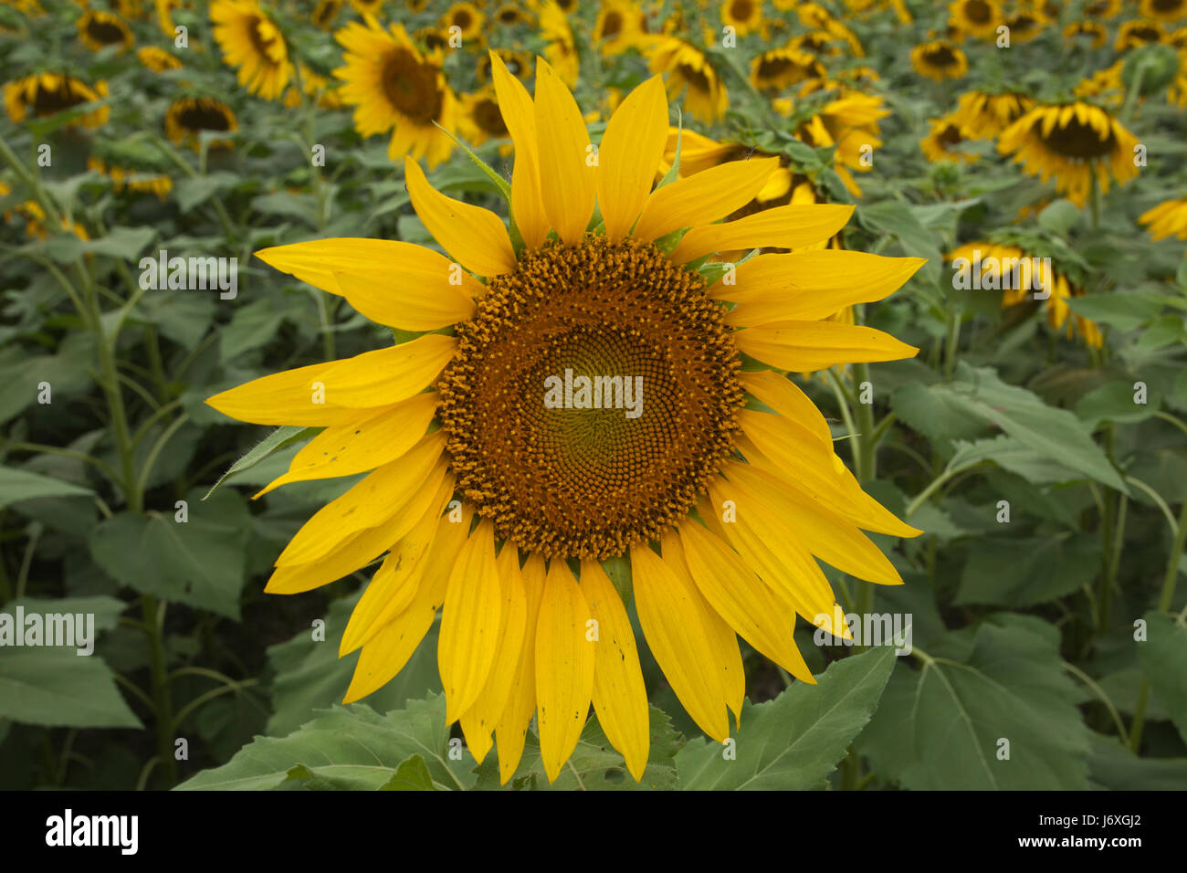 Bangladesh sunflower hi-res stock photography and images - Alamy