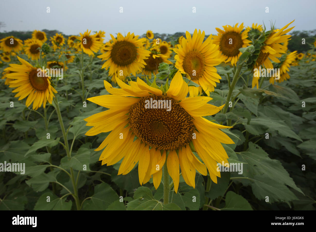 Bangladesh sunflower hi-res stock photography and images - Alamy