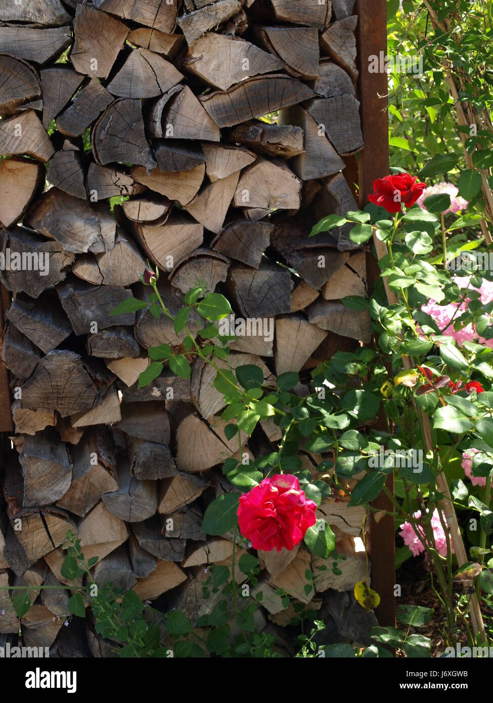 garden flower rose plant wood gardens garden flower rose plant green ...