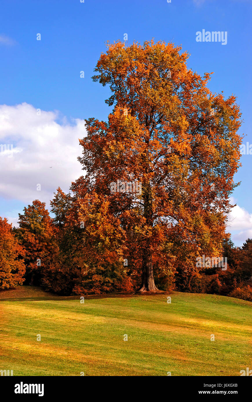 shine shines bright lucent light serene luminous tree leaves colour ...