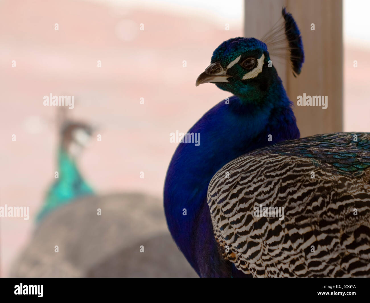 blue animal bird birds peacock male vain vanity proud pride blue animal ...