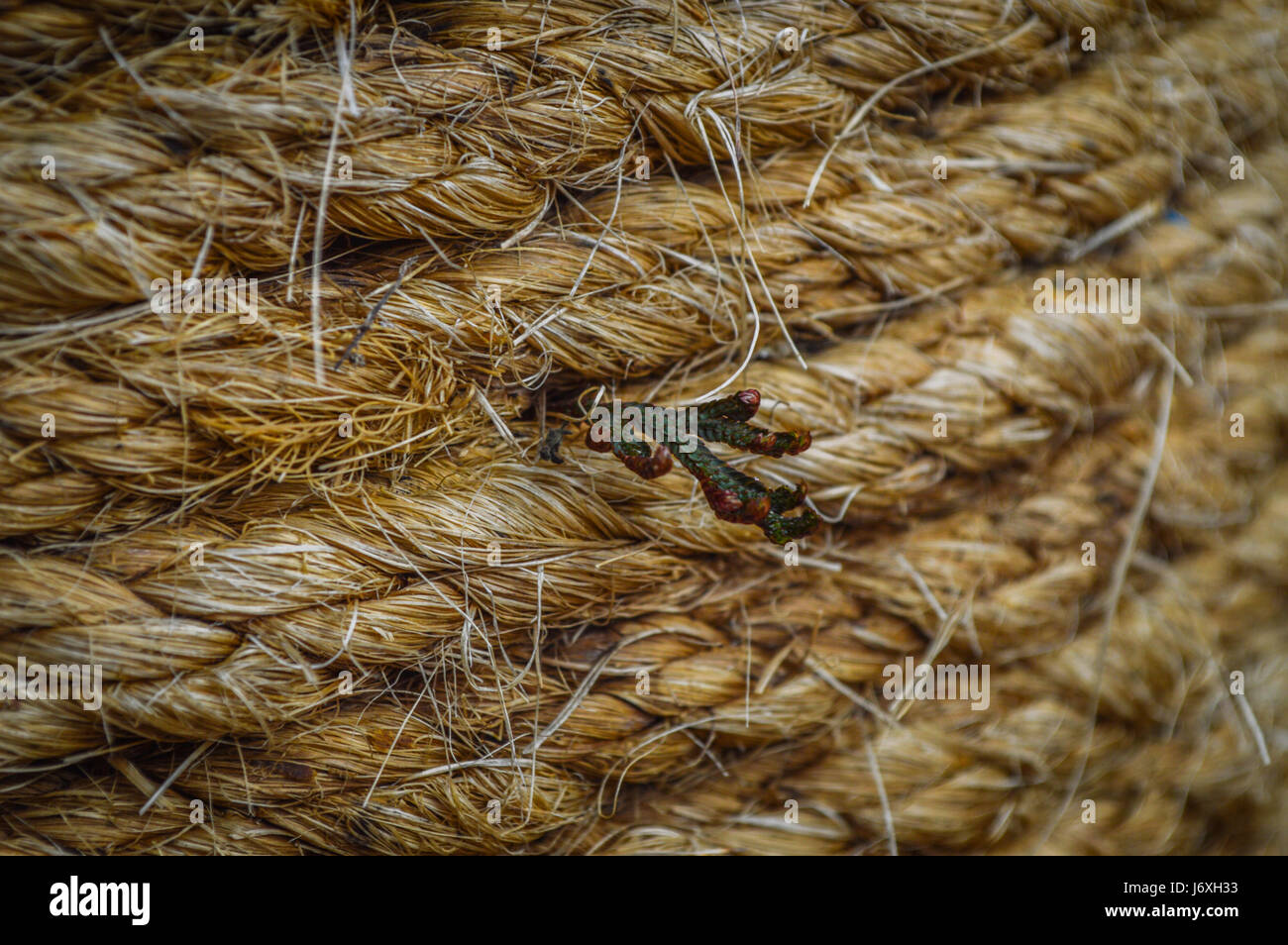 rope tied around a wood Stock Photo - Alamy