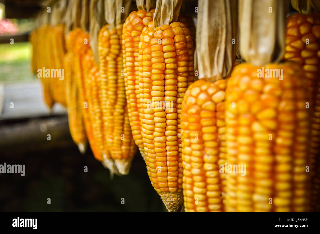 Dried Corn Hanging Stock Photo - Alamy