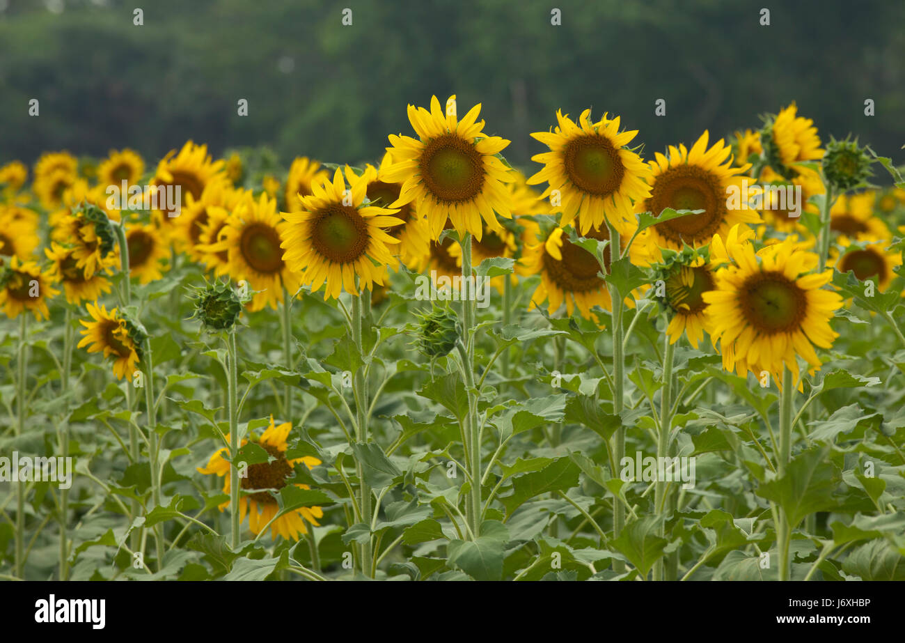 Bangladesh sunflower hi-res stock photography and images - Alamy