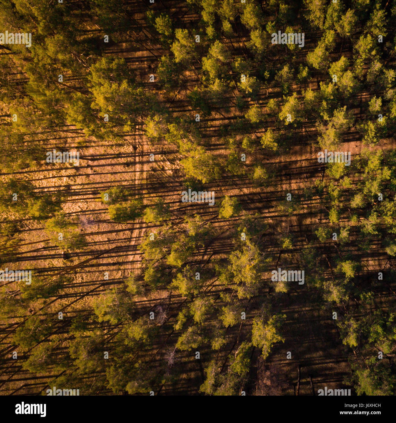 Coniferous forest top view flight hi-res stock photography and images ...