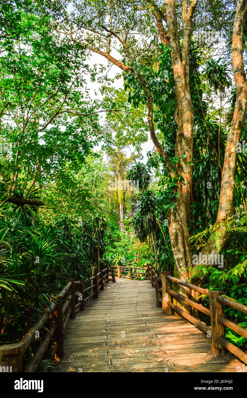 Wooden walkway and Tropical forest tree Stock Photo - Alamy