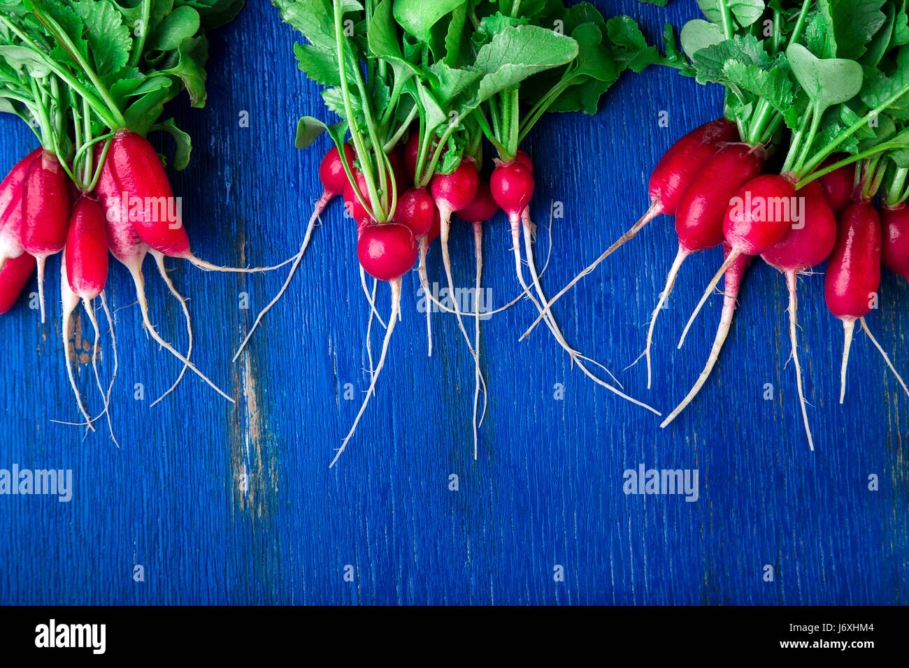 Fresh radish on blue background. Top view. Three bunches of small ...