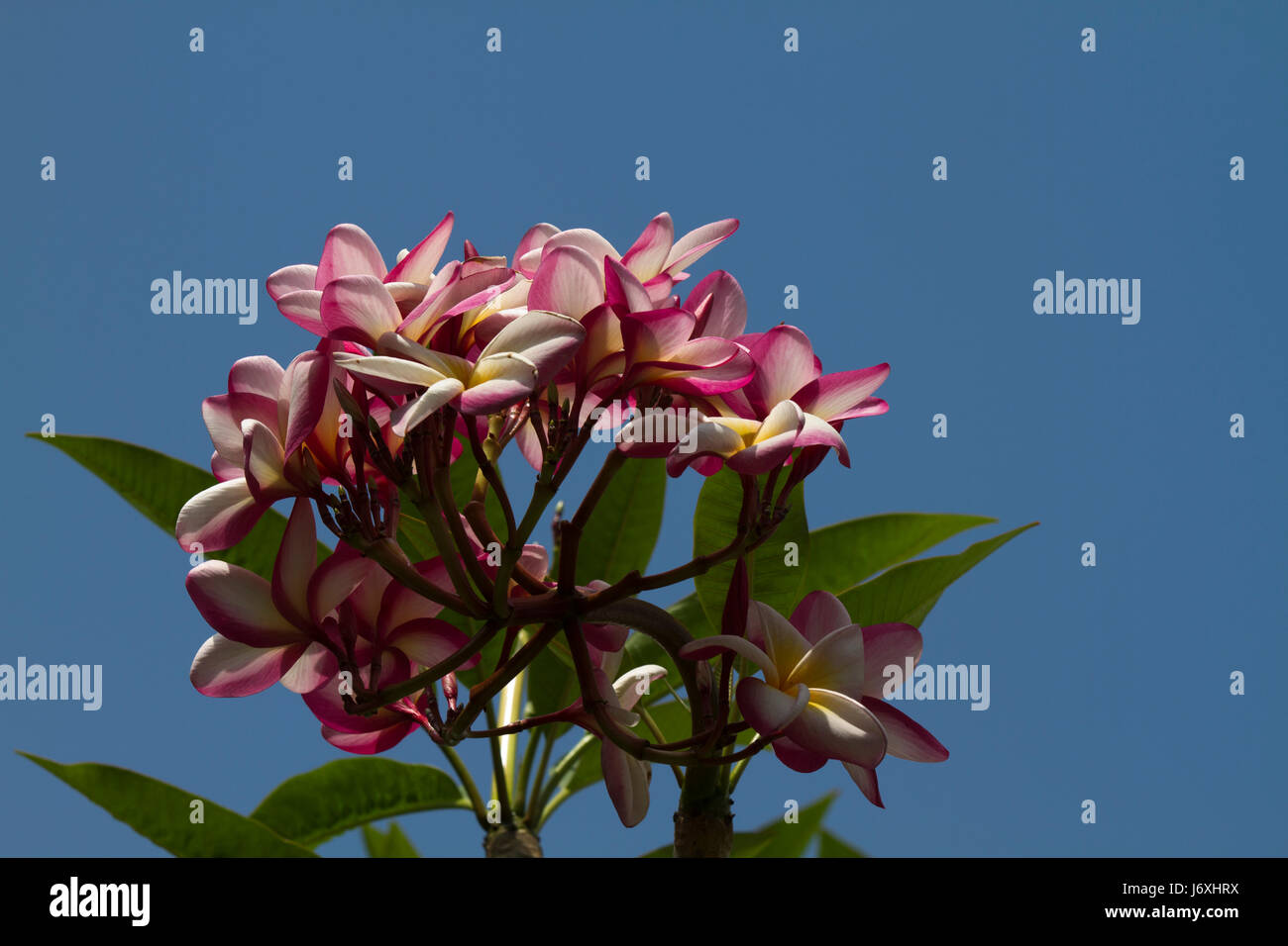 Pink kath golap flower hi-res stock photography and images - Alamy