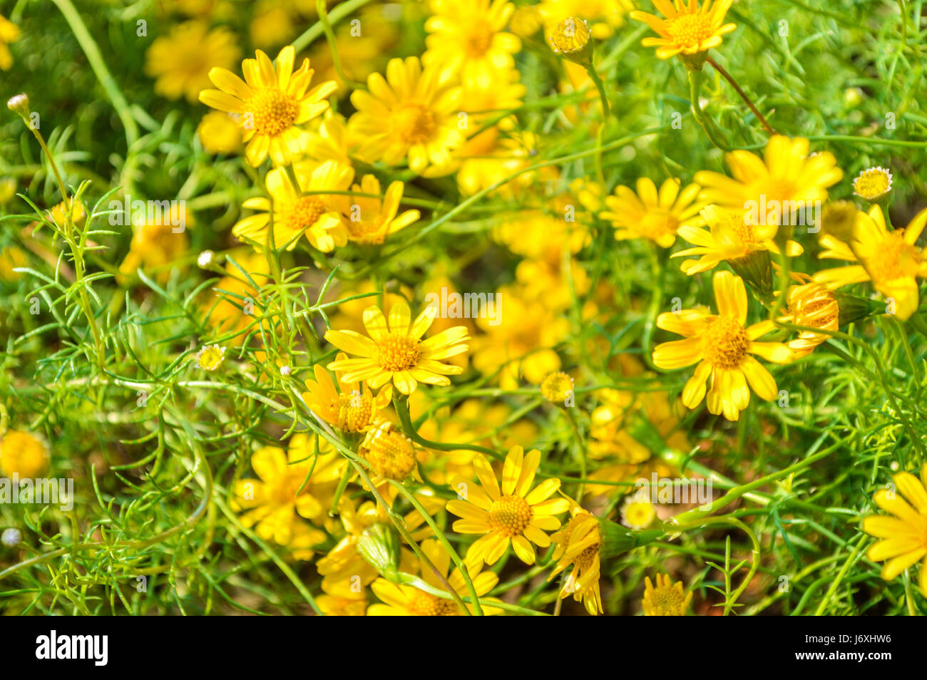 Dahlberg Daisy flower Stock Photo - Alamy