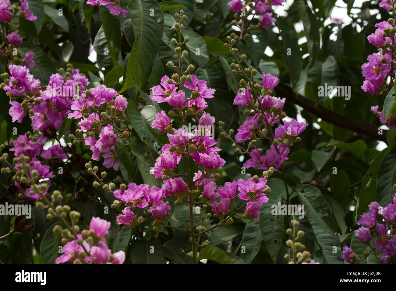 Jarul tree hi-res stock photography and images - Alamy