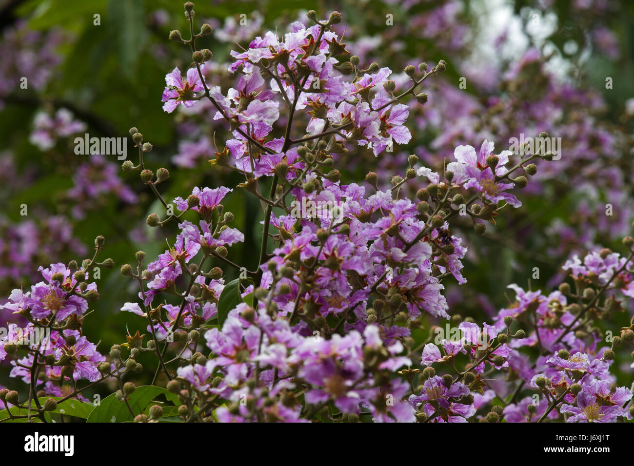 Jarul Tree High Resolution Stock Photography and Images - Alamy