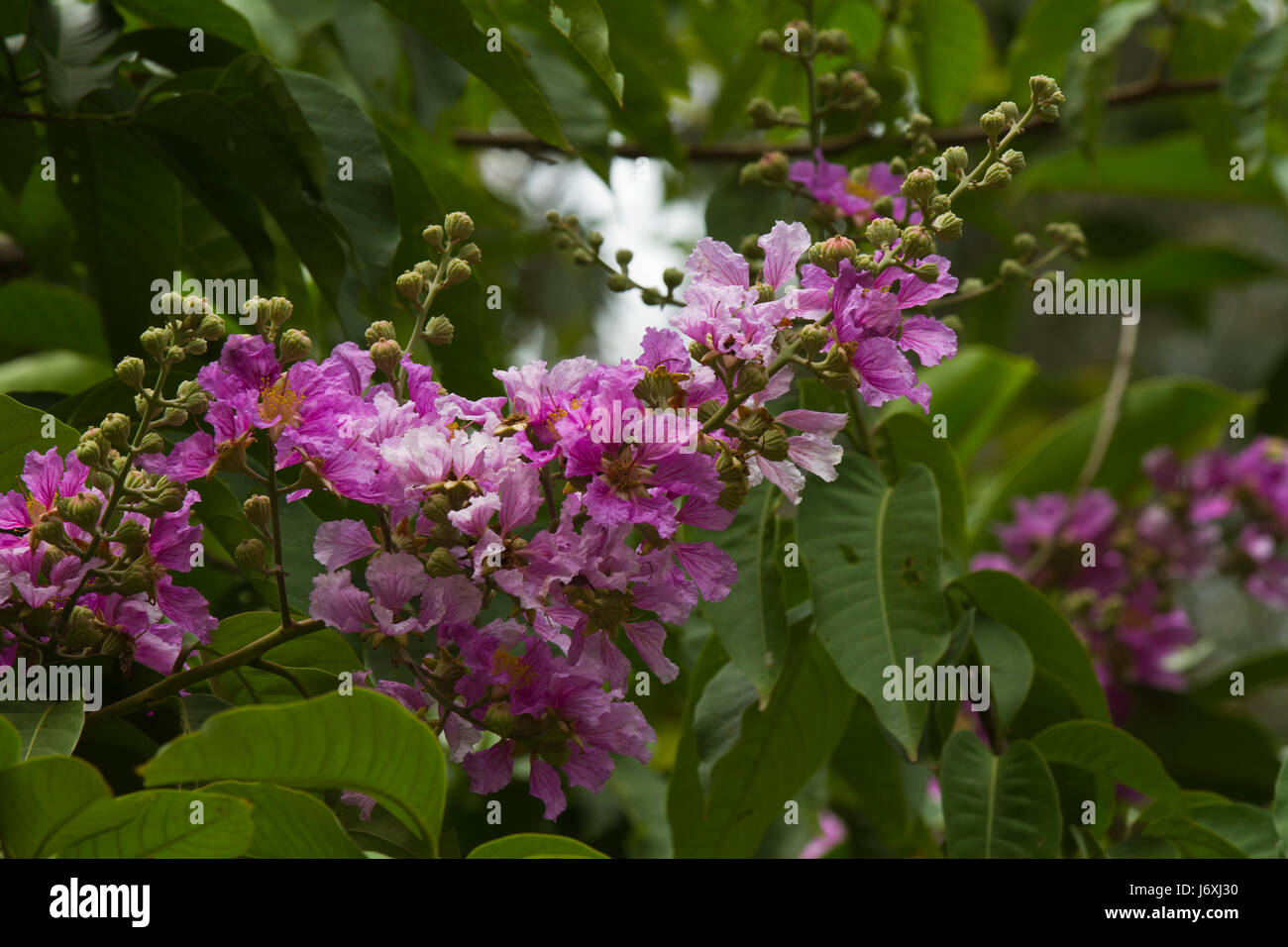 Tropical Crape Myrtle also known as Thai Crape Myrtle. Botanical Name ...