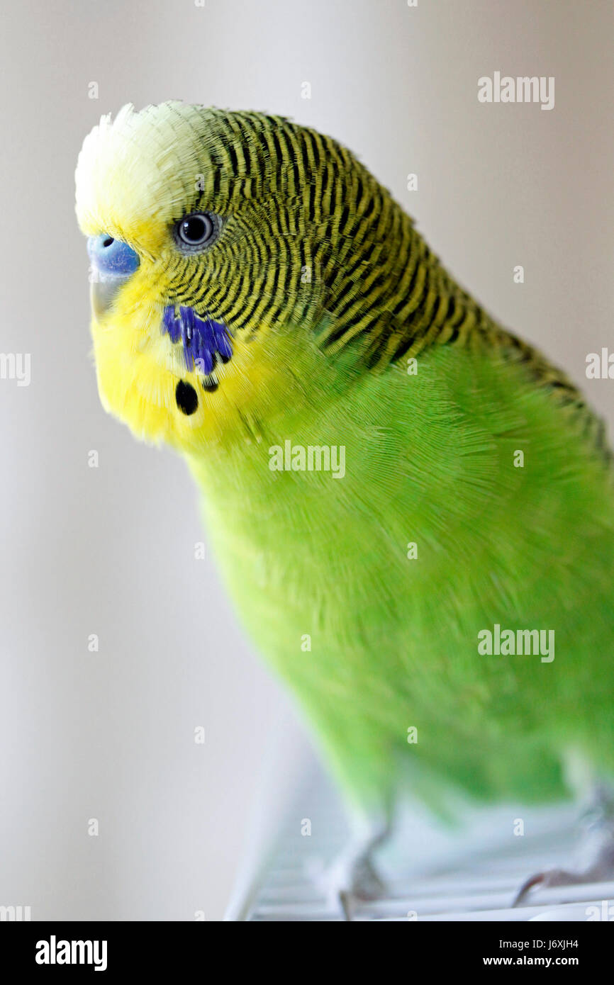 pet bird birds small tiny little short feathers budgerigar sing ...
