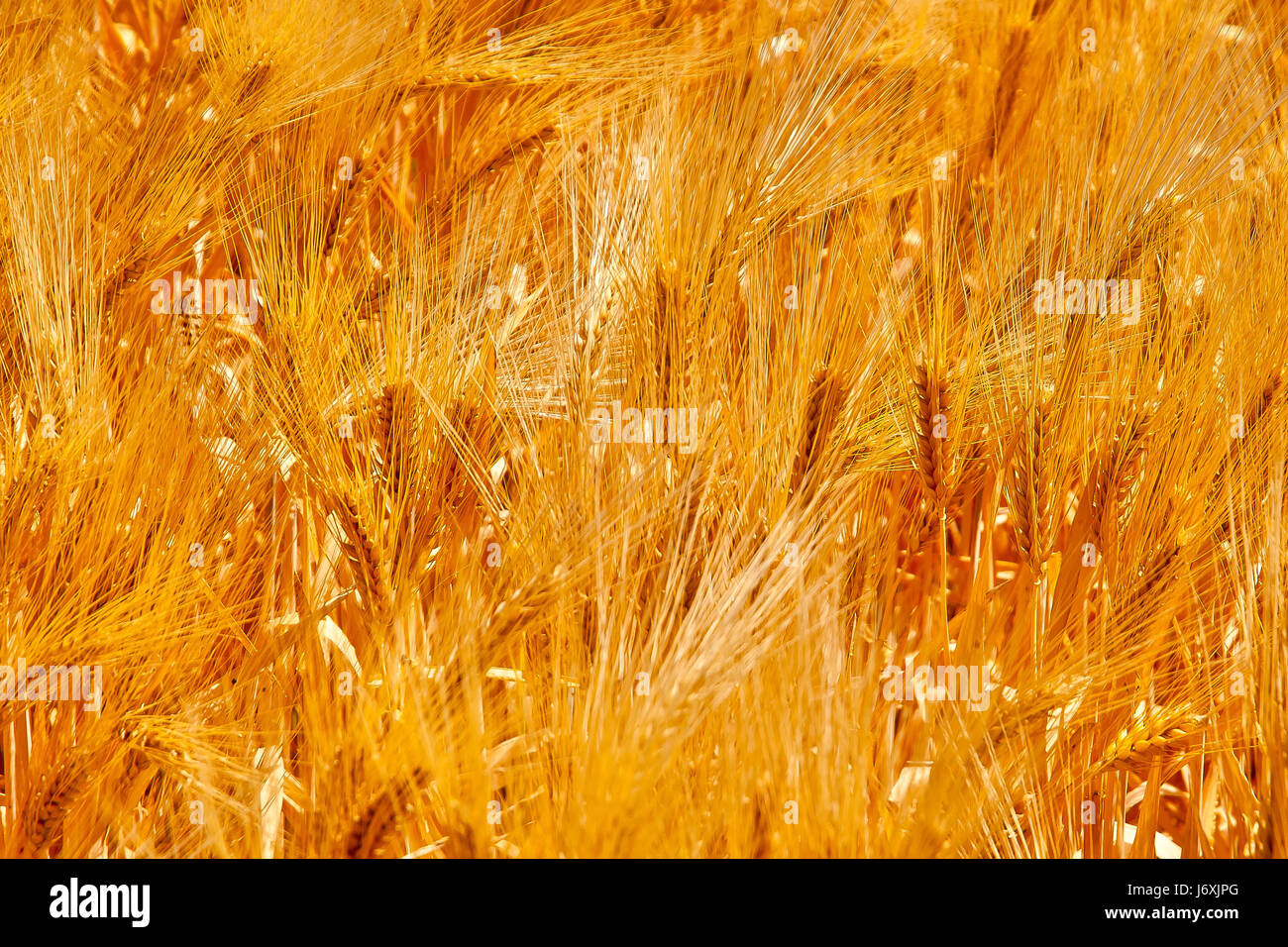 agriculture farming summer summerly corn field ear rye grain field ...