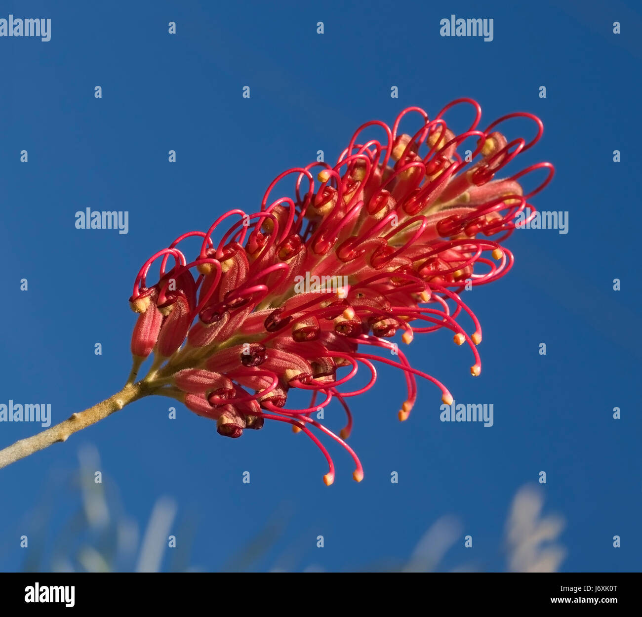 blue flower plant firmament sky red single flower plant flora stalk ...