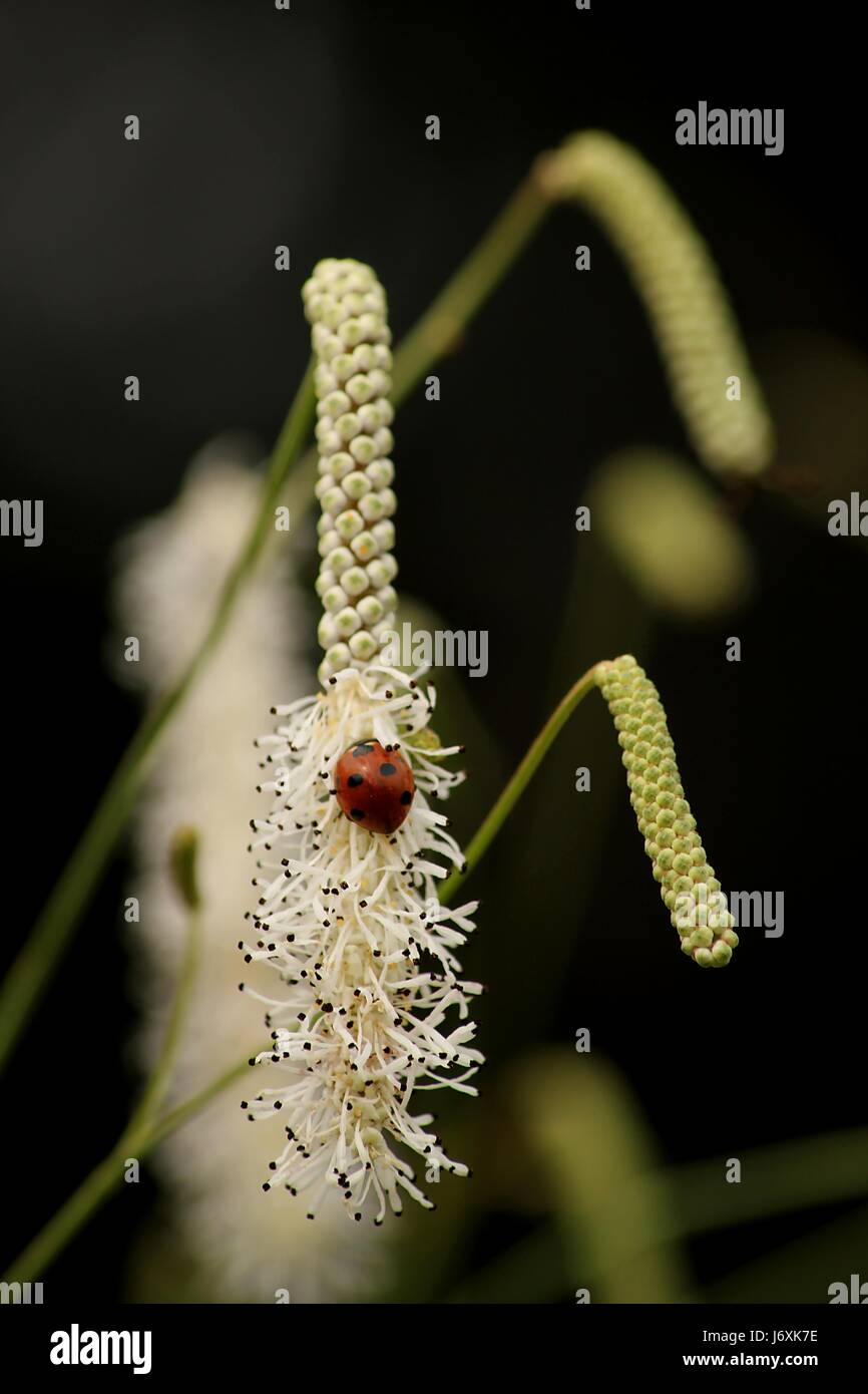 Botanikflora hi-res stock photography and images - Alamy