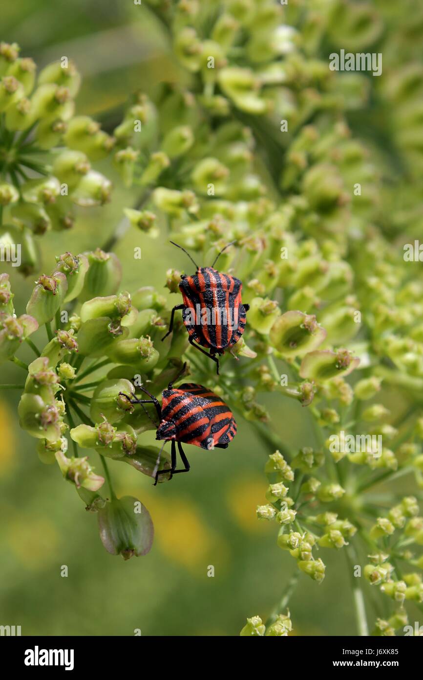 animal insect flower plant bloom blossom flourish flourishing beetle ...