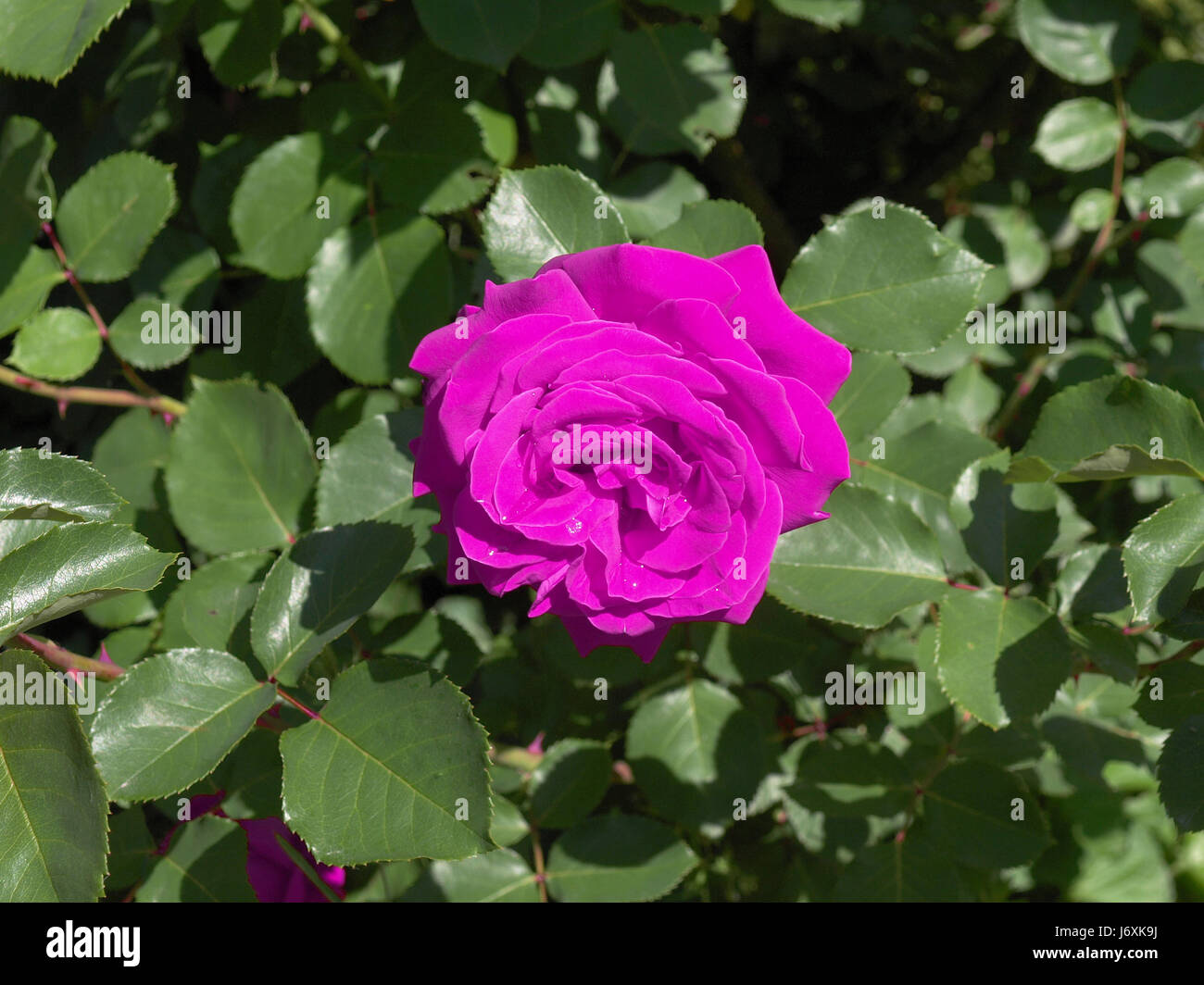 flower plant rose shrub perennial vine grape vine grape-vine leaf tree ...