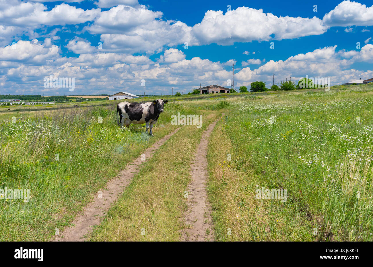 Classic rural landscape with country road, meadow and cow at summer ...