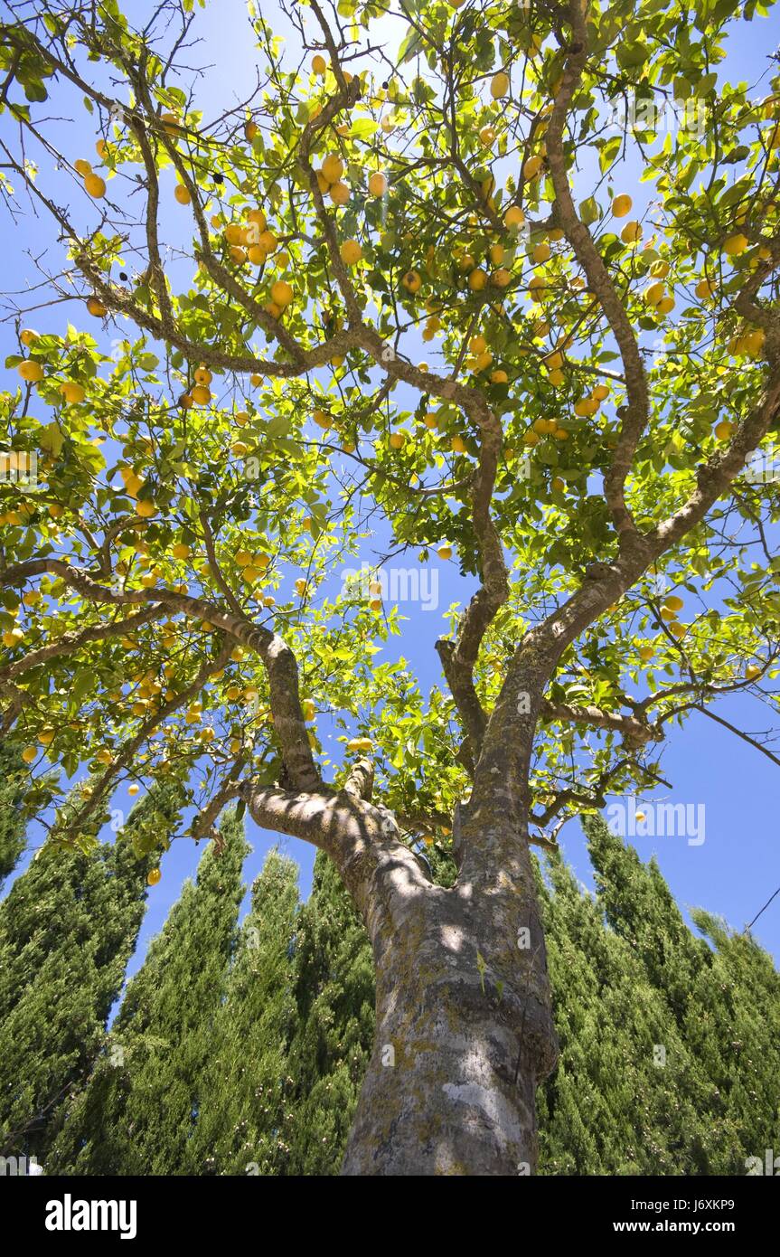 worms eye tree branches branch citron tree lemon citron nature worms ...