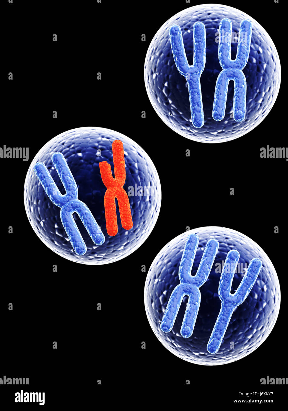 Broken red X chromosome and full blue X chromosomes in balls. Isolated ...