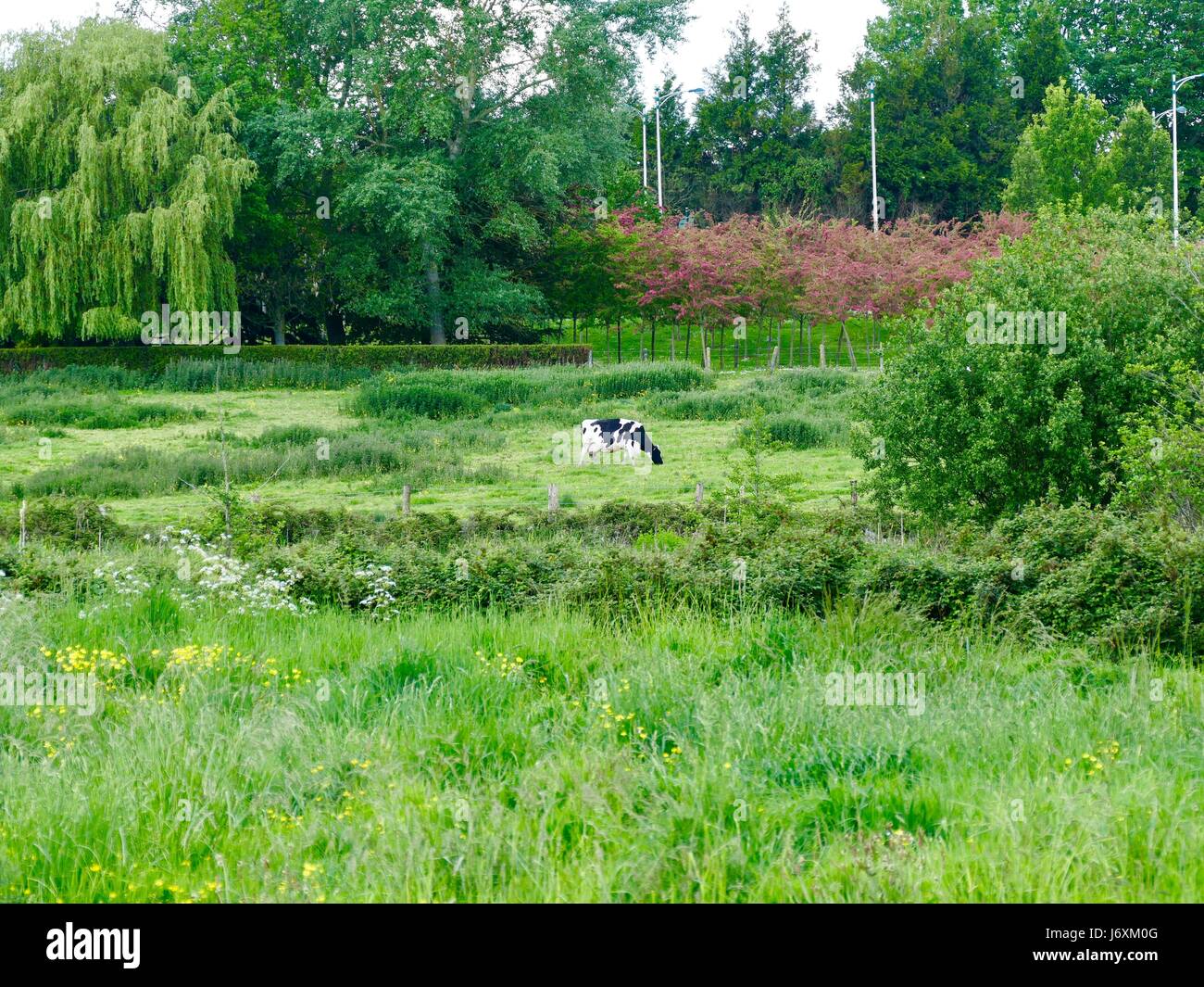 Black and white cow grazing in a French field of lush, green grass ...