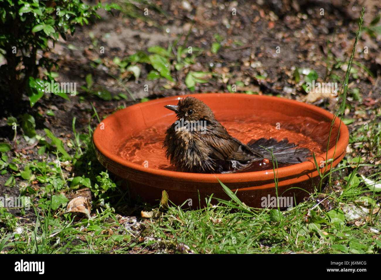 bird birds blackbird drink drinking bibs bird animals birds day in ...