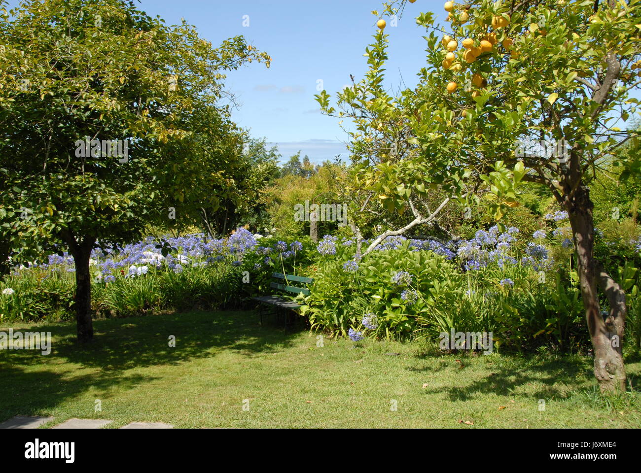 mediterranean garden with lemon tree Stock Photo - Alamy