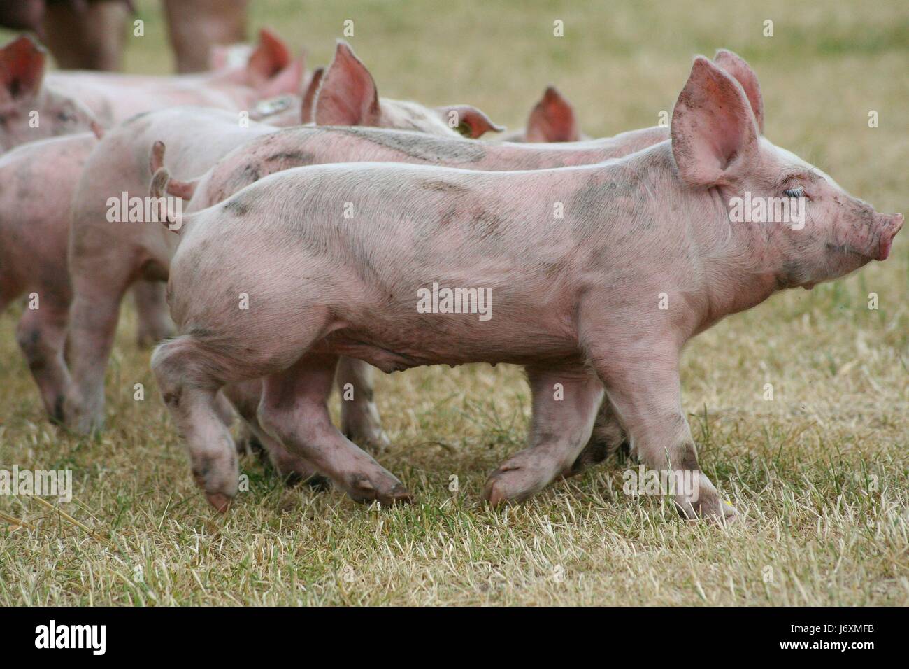 piglet proboscis pigs piggy pig agriculture farming farm bristles lucky ...