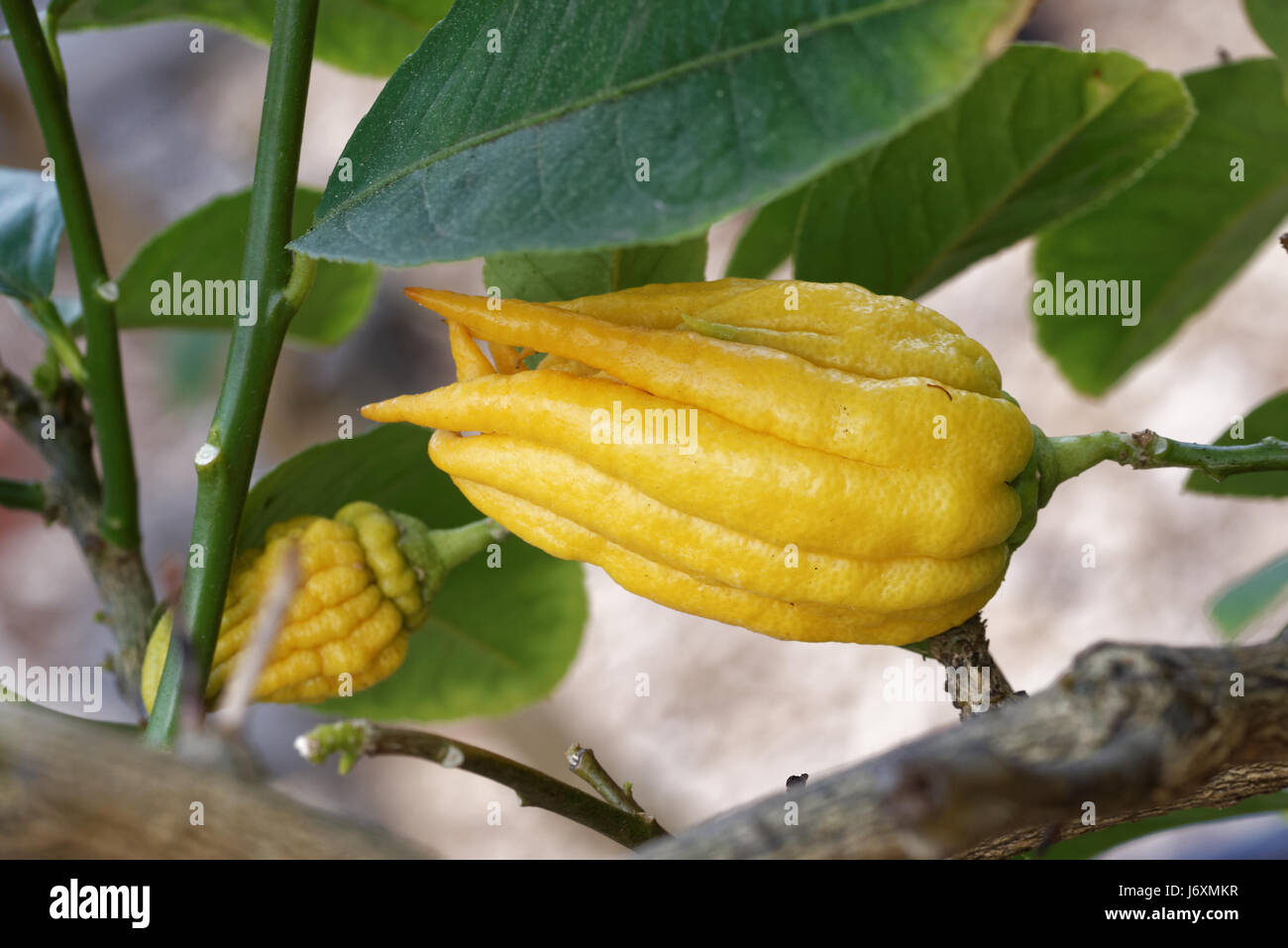 Finger citron hi-res stock photography and images - Alamy